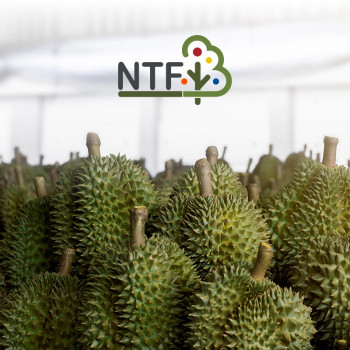 News and Activities | NTF Intergroup (Thailand)